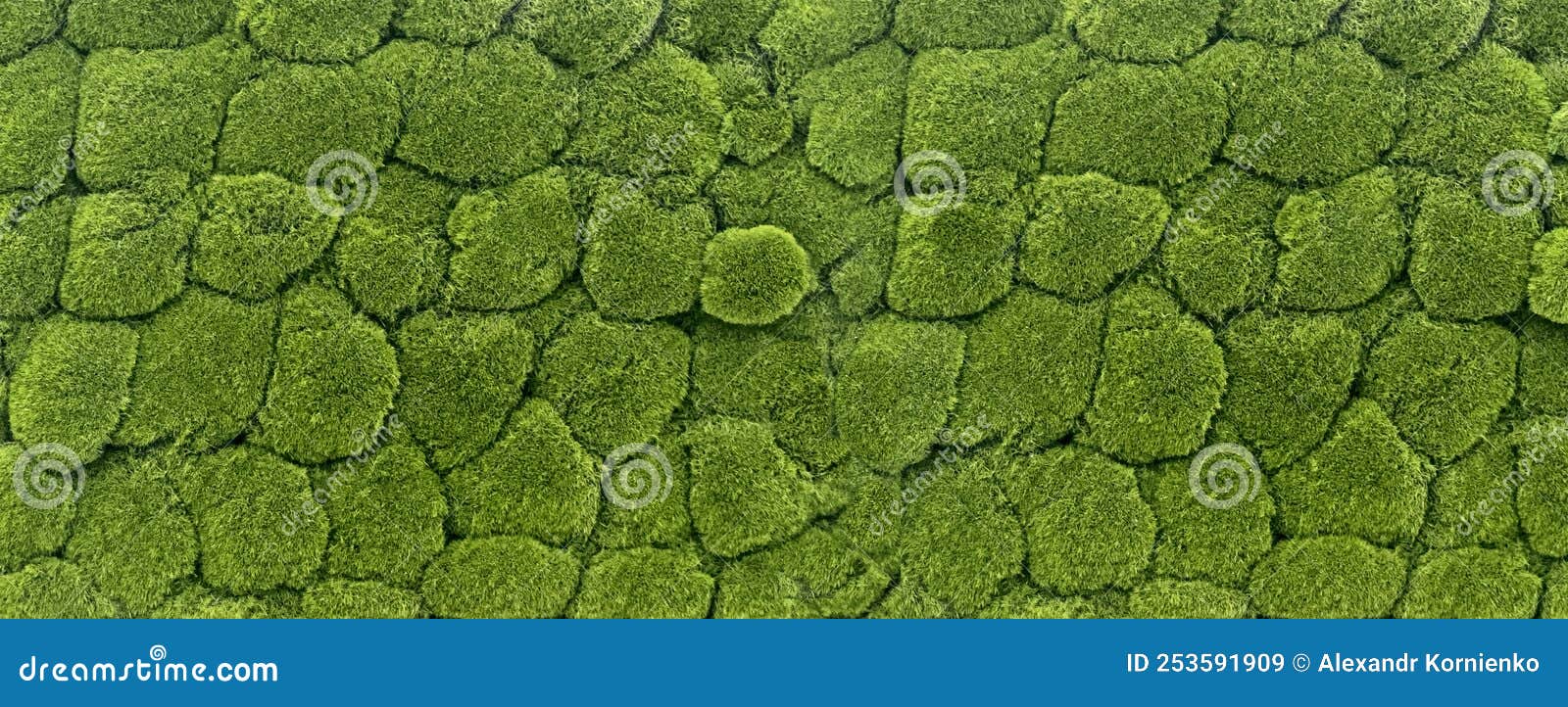 Moss texture background stock image. Image of background - 253591909