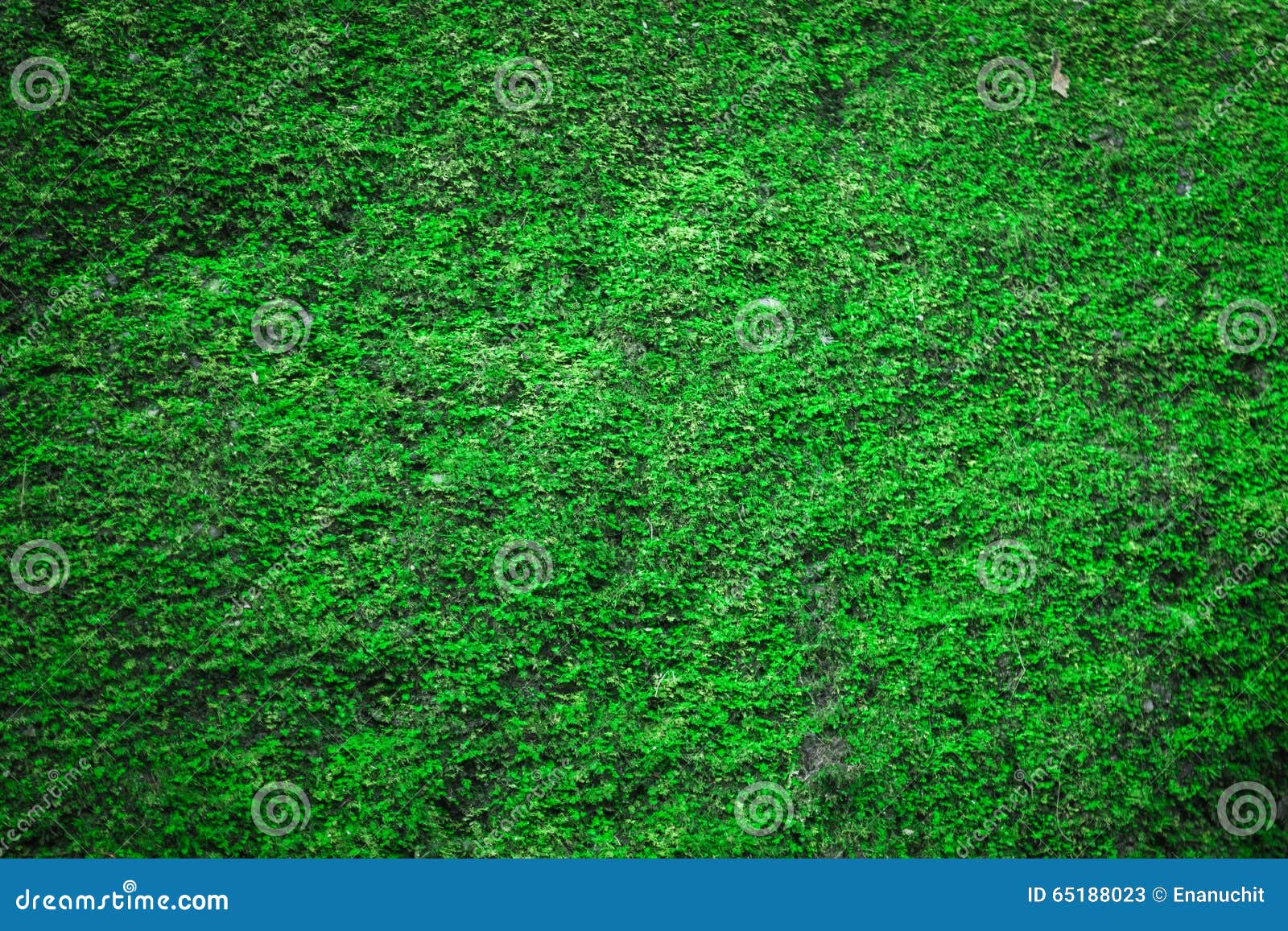 Moss texture stock image. Image of fresh, park, backdrop - 65188023