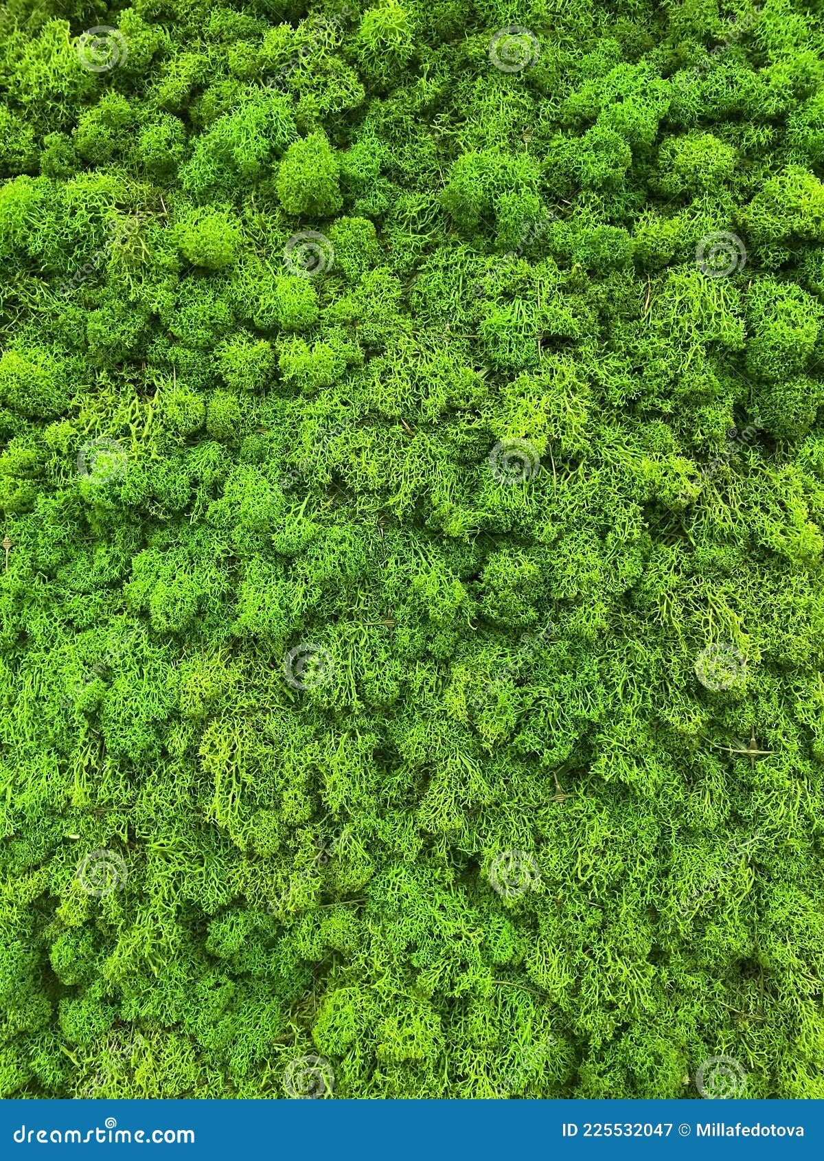Moss Texture Background. Green Moss Texture Wall Stock Image - Image of ...