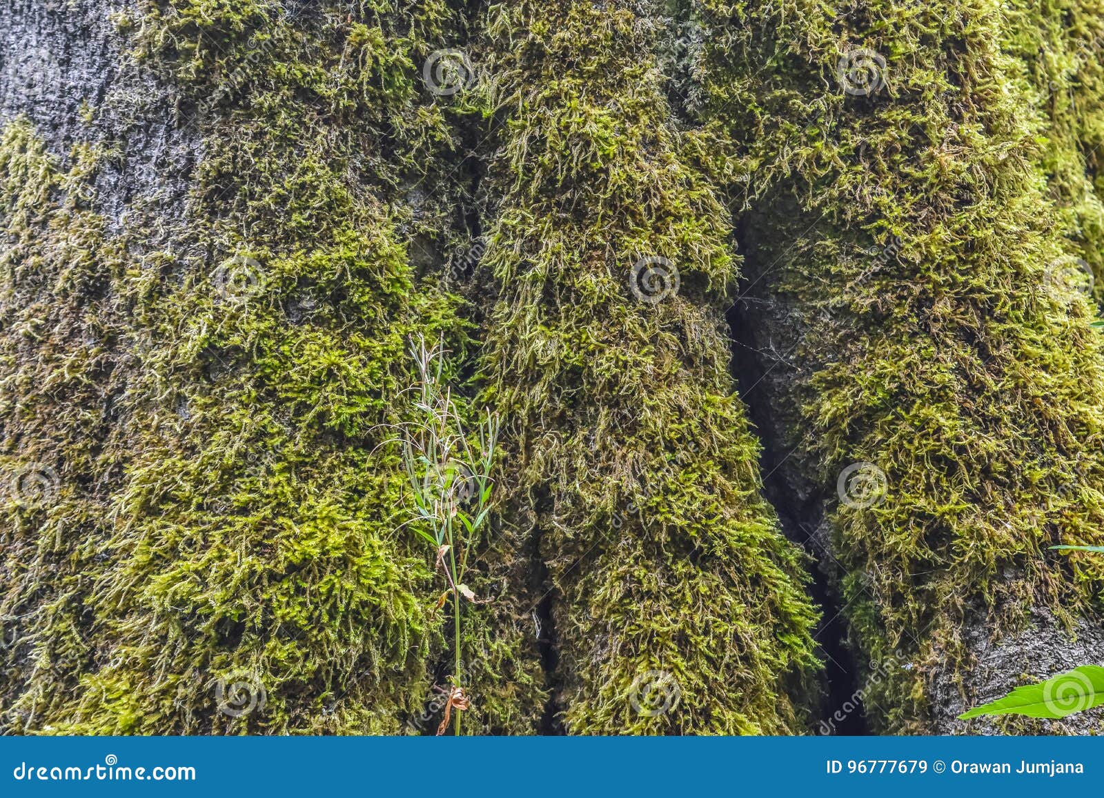 Moss texture background stock image. Image of environment - 96777679