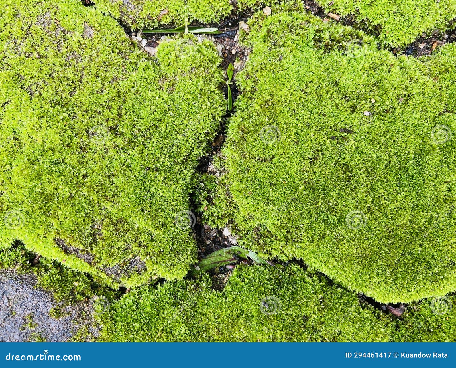 Moss Texture that Beautifies Stock Image - Image of beautifies, stone ...