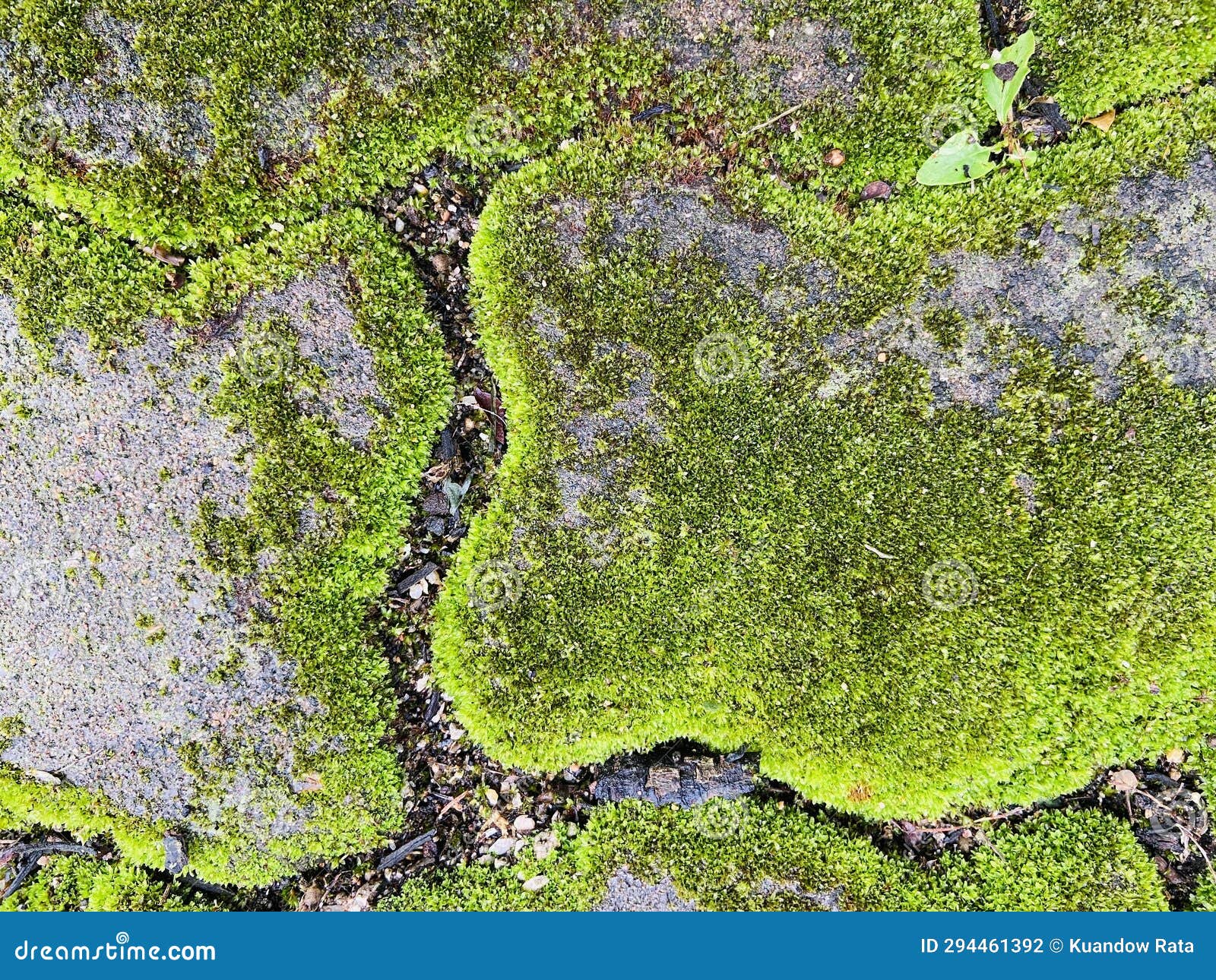 Moss Texture that Beautifies Stock Photo - Image of stone, texture ...