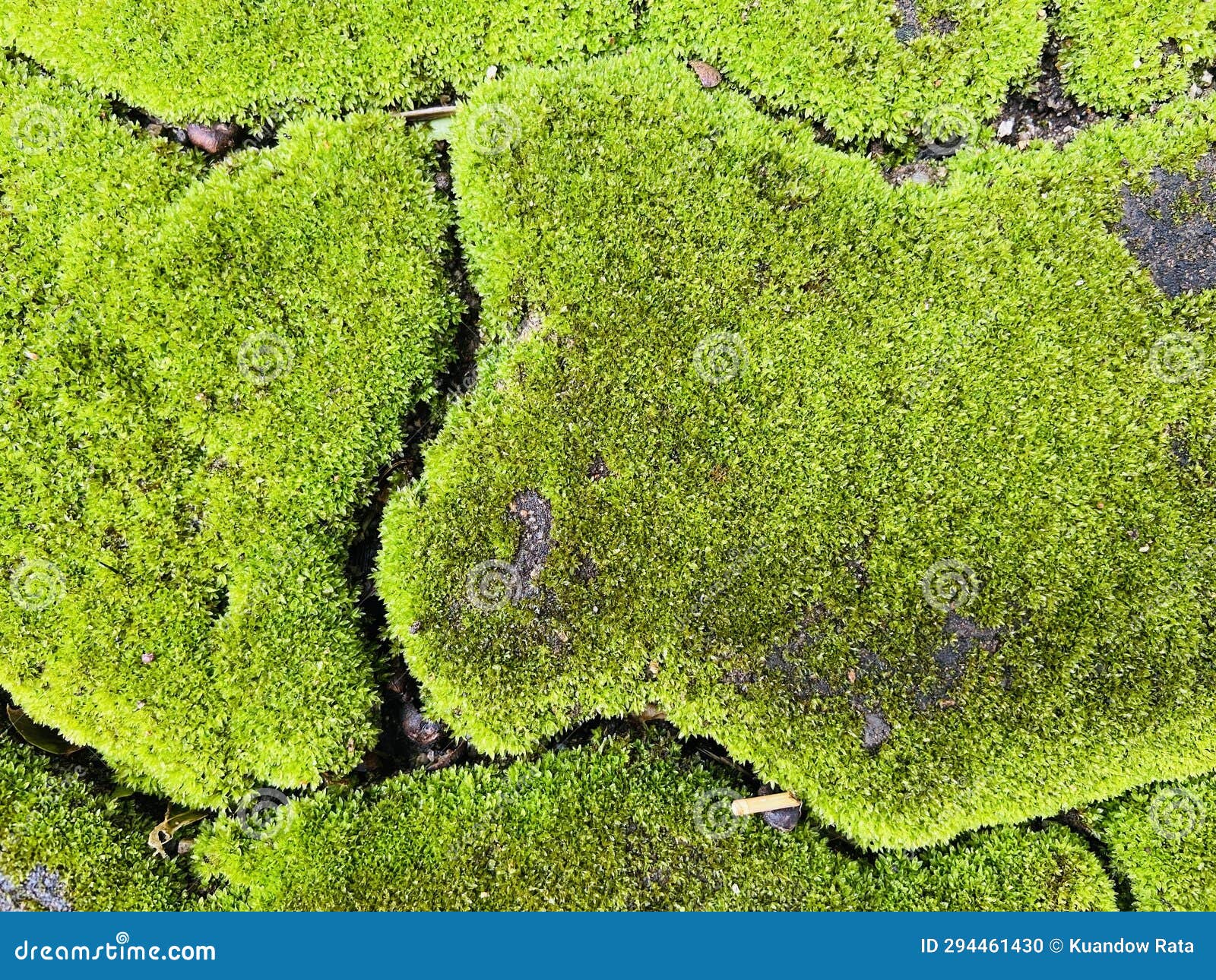 Moss Texture that Beautifies Stock Photo - Image of beautifies, stone ...