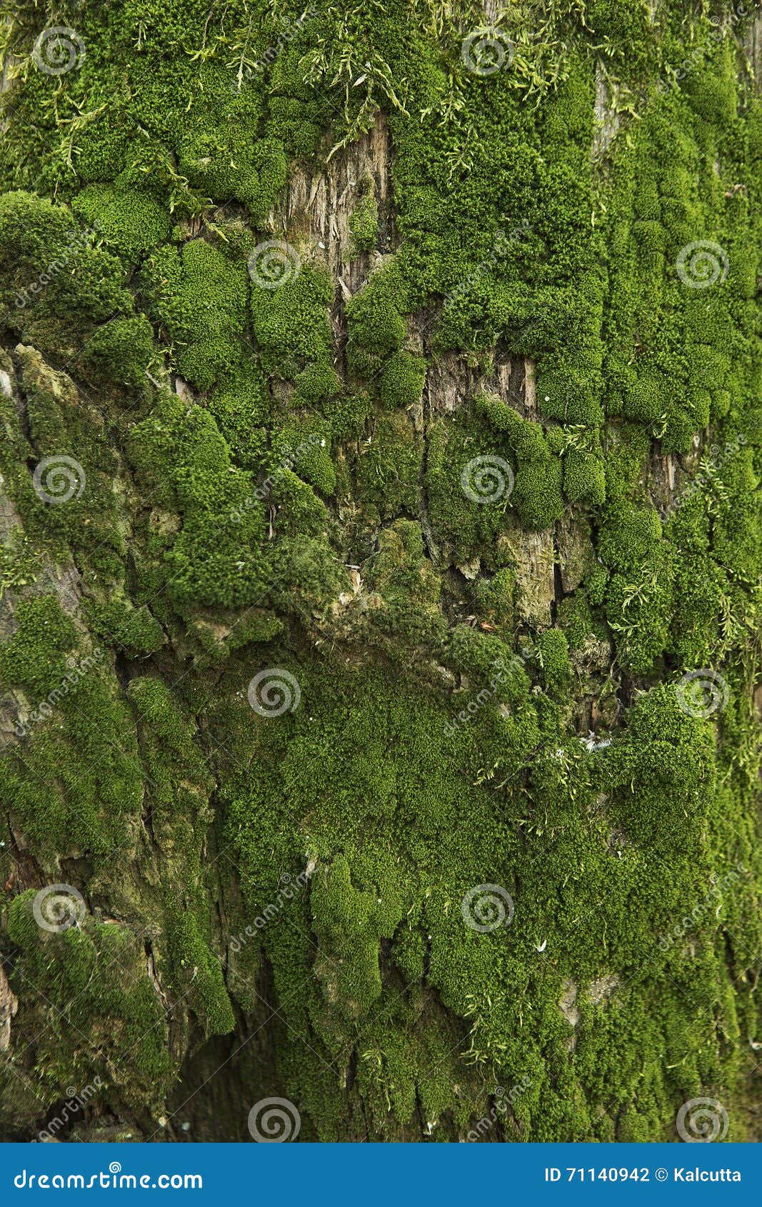 Moss Texture on the Forest Background Stock Photo - Image of moss ...