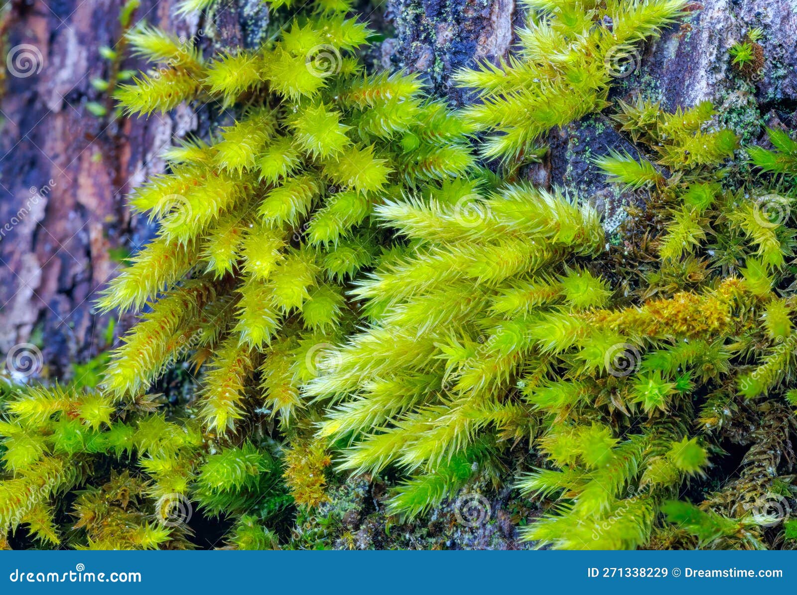 Moss. the Texture of the Fresh Green Moss Stock Image - Image of plant ...
