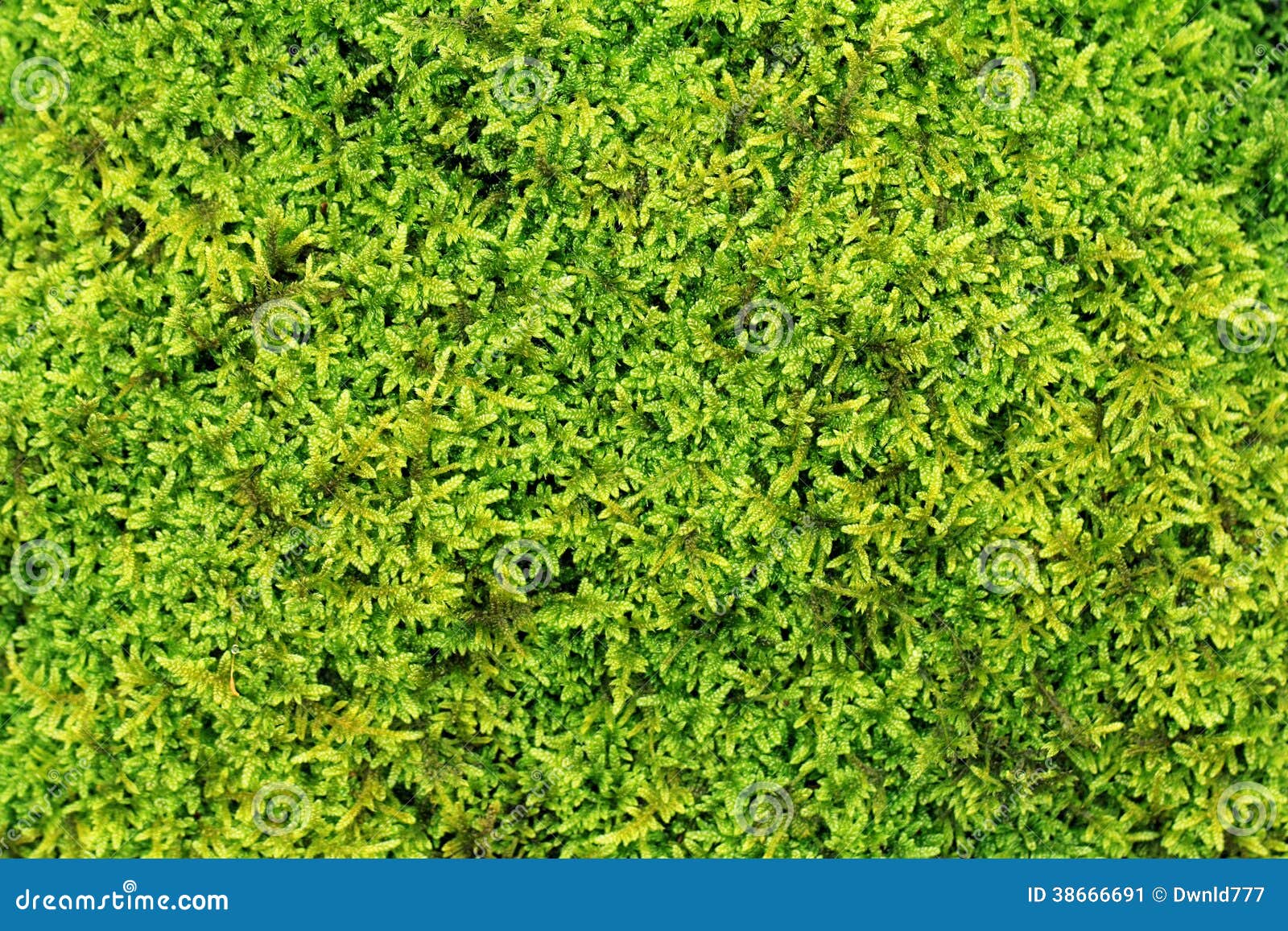 Moss Texture, Background Royalty-Free Stock Photography | CartoonDealer ...