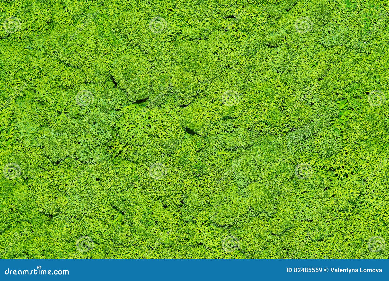 Moss. the Texture of the Moss Stock Image - Image of nature, design ...