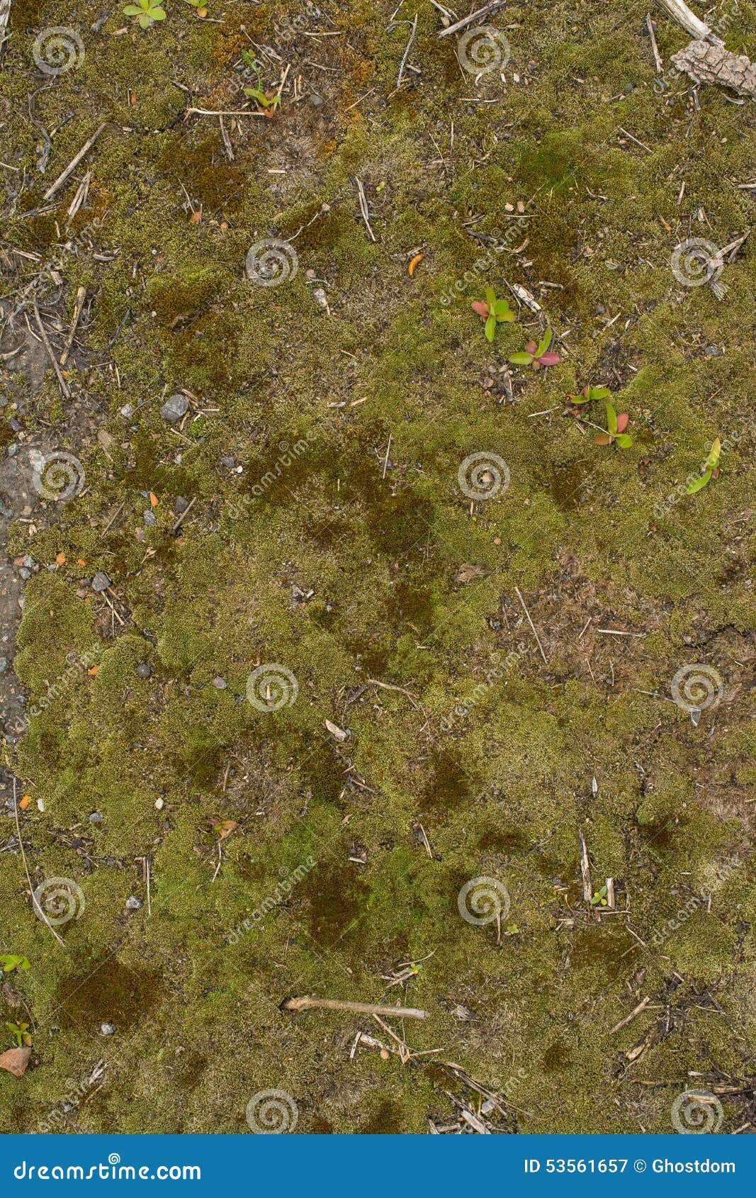 Moss stock image. Image of texture, ground, moss, decal - 53561657
