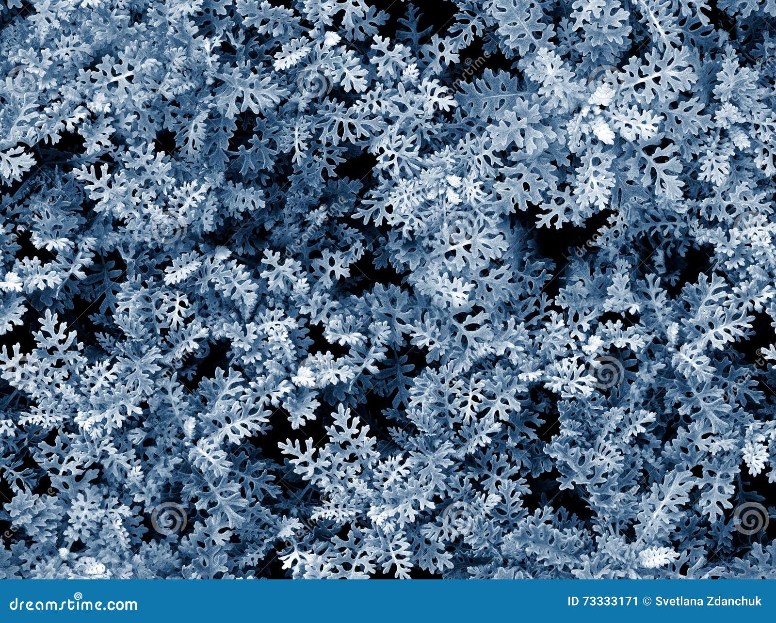 Moss Texture Photo Seamless Pattern Stock Image - Image of field, moss ...