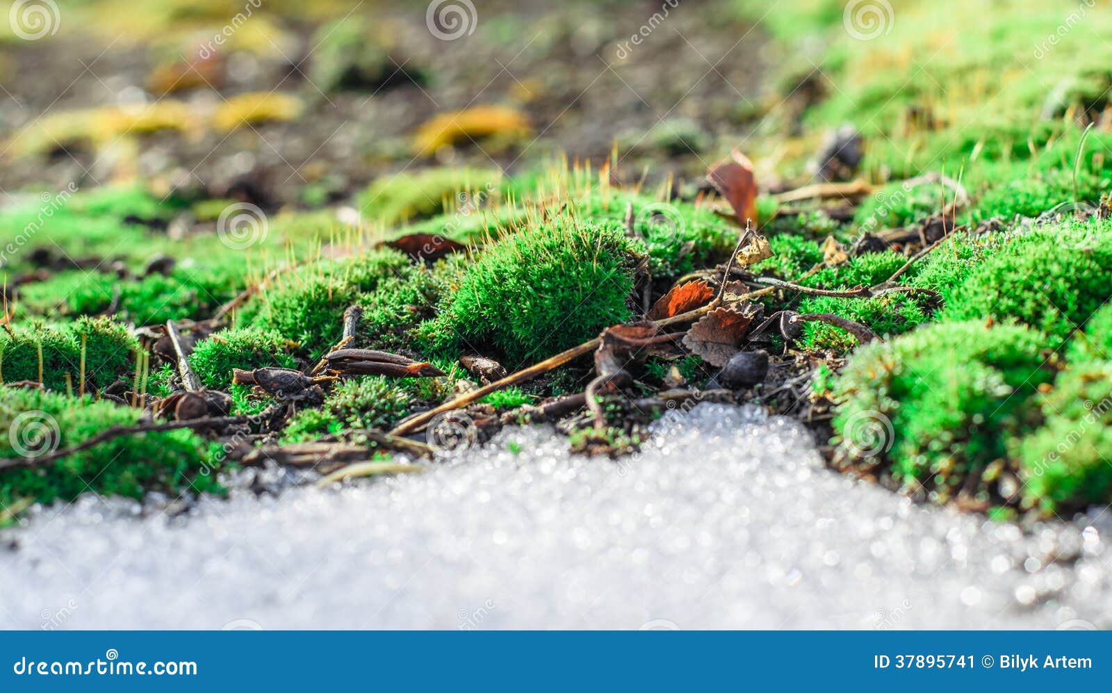 Moss and thawing snow. stock image. Image of snow, autumn - 37895741