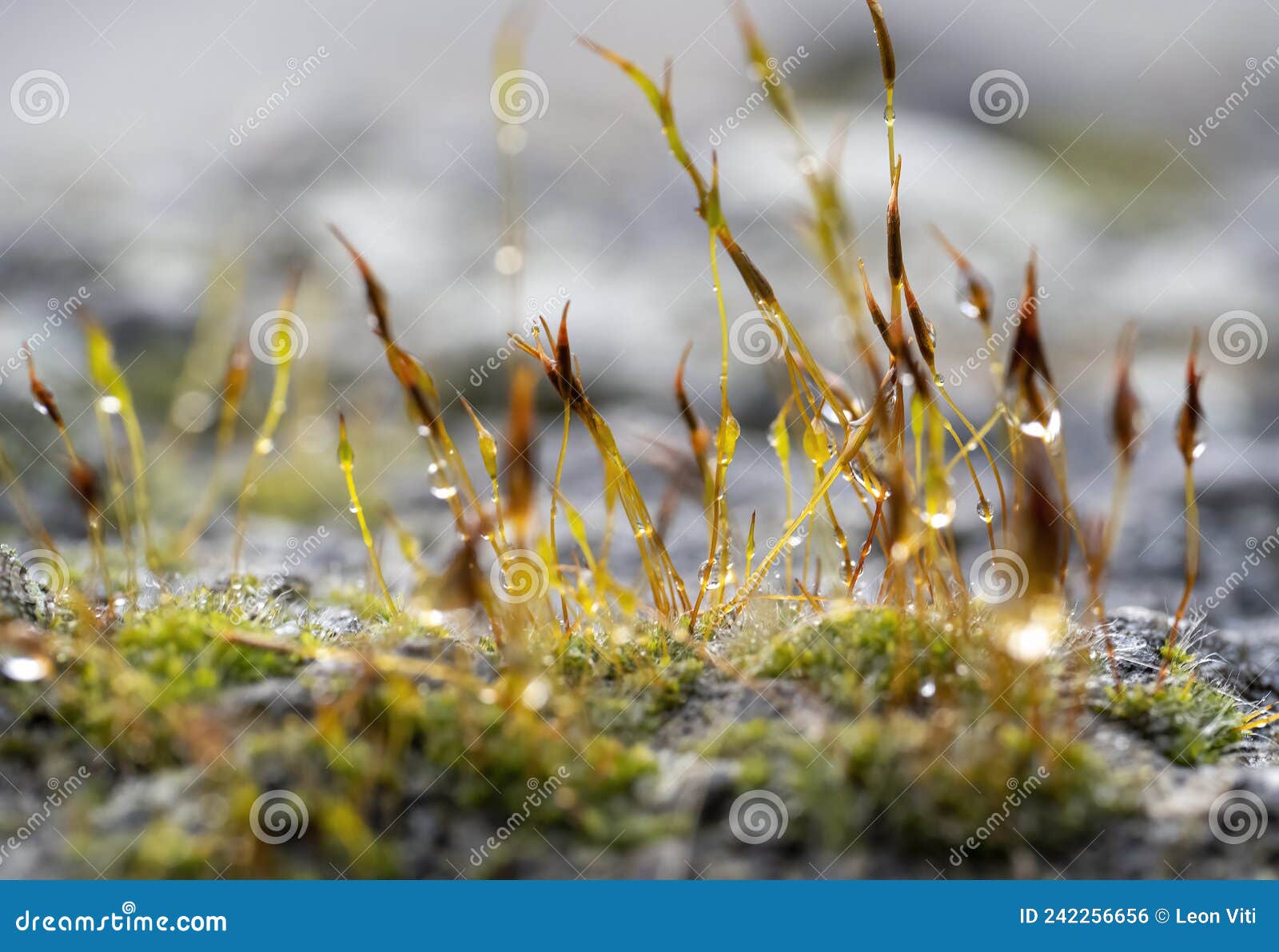 Moss on Top a Rock with Drop of Water Stock Photo - Image of nature ...