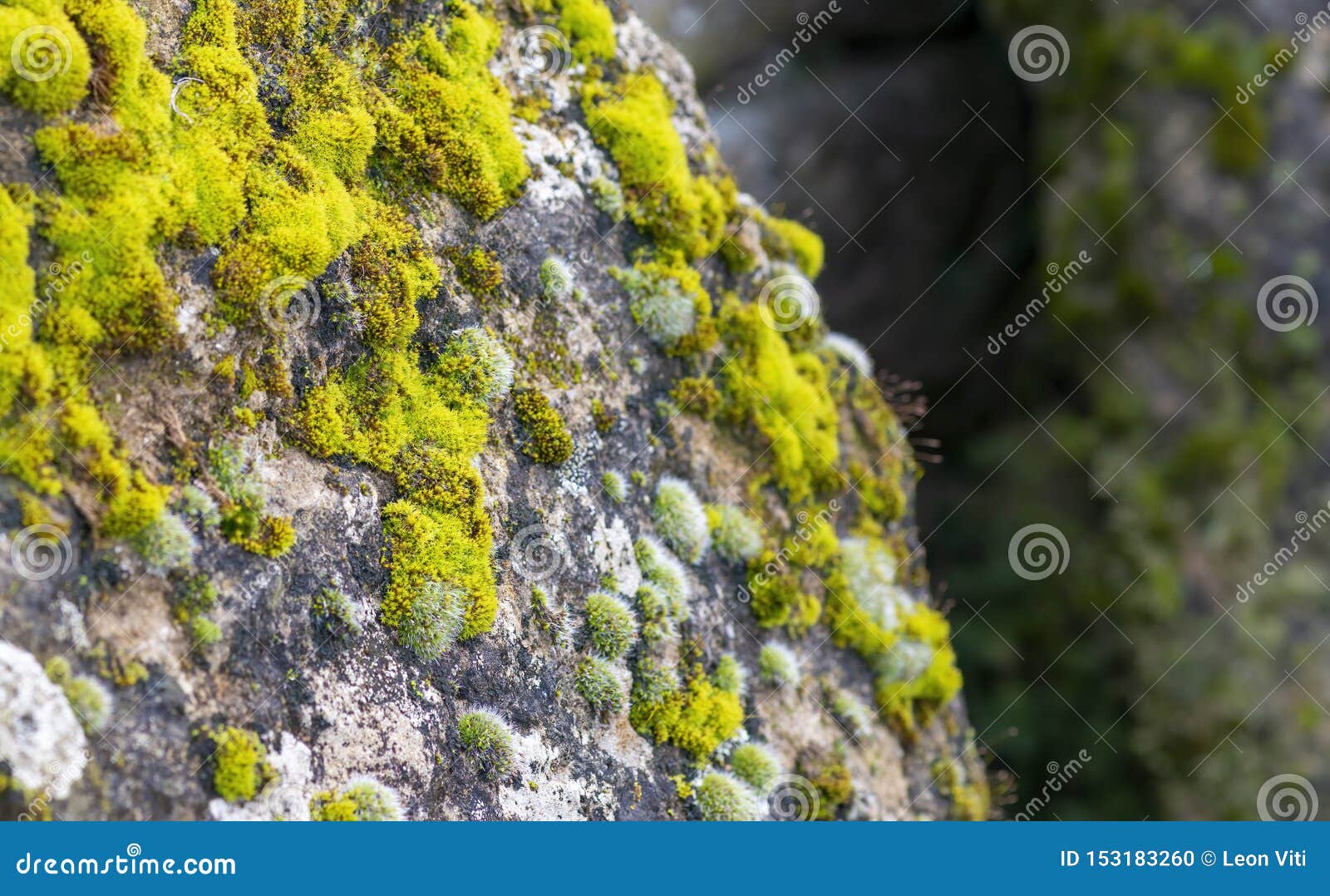Moss on Top a Rock in a Garden Stock Photo - Image of clear, delicate ...
