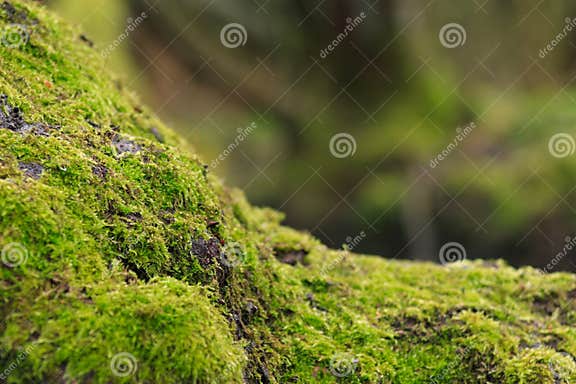 Moss on tree stock image. Image of copy, botany, moss - 1299287