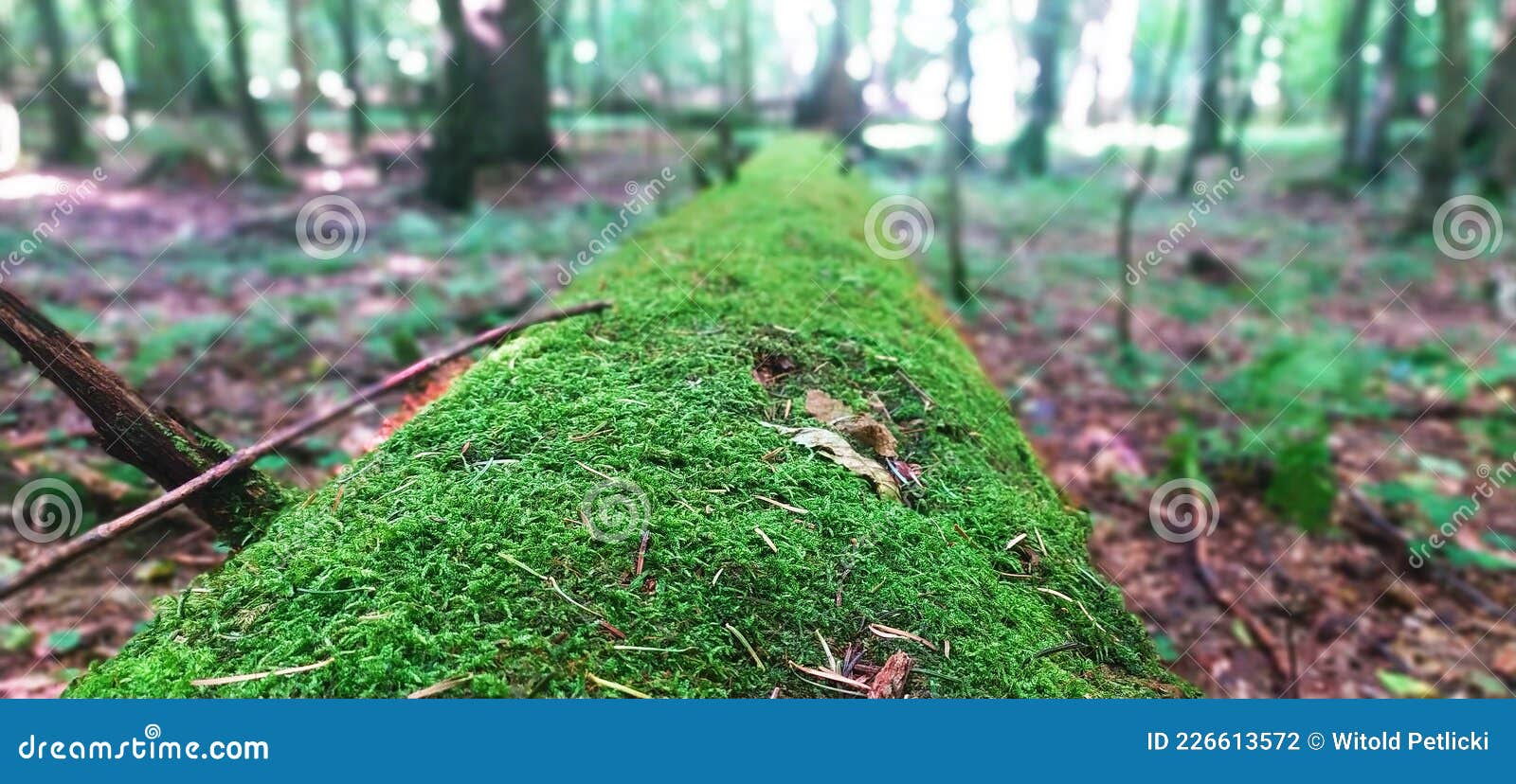 Moss on the tree stock photo. Image of moss, overgrown - 226613572