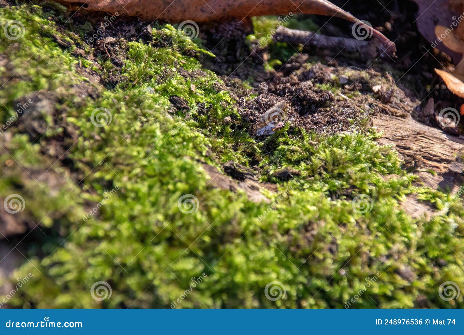 Moss on the tree stock photo. Image of natural, garden - 248976536