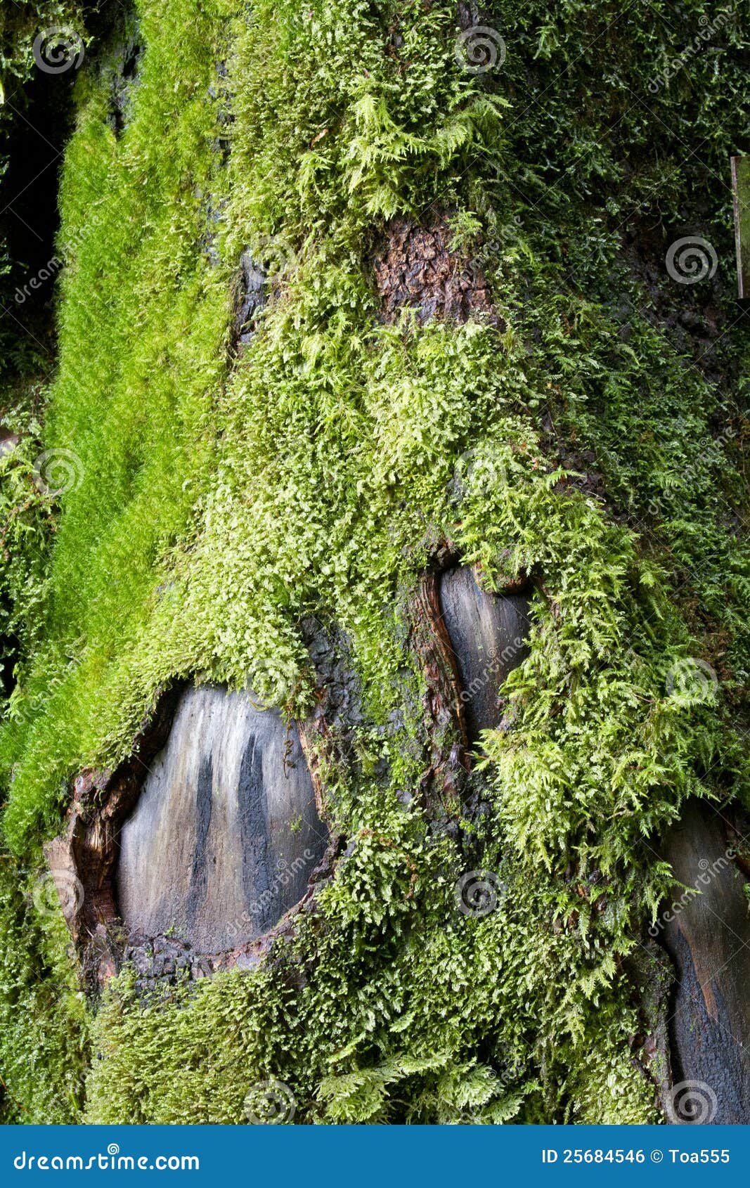 Moss on tree stock photo. Image of tree, jungle, landscape - 25684546