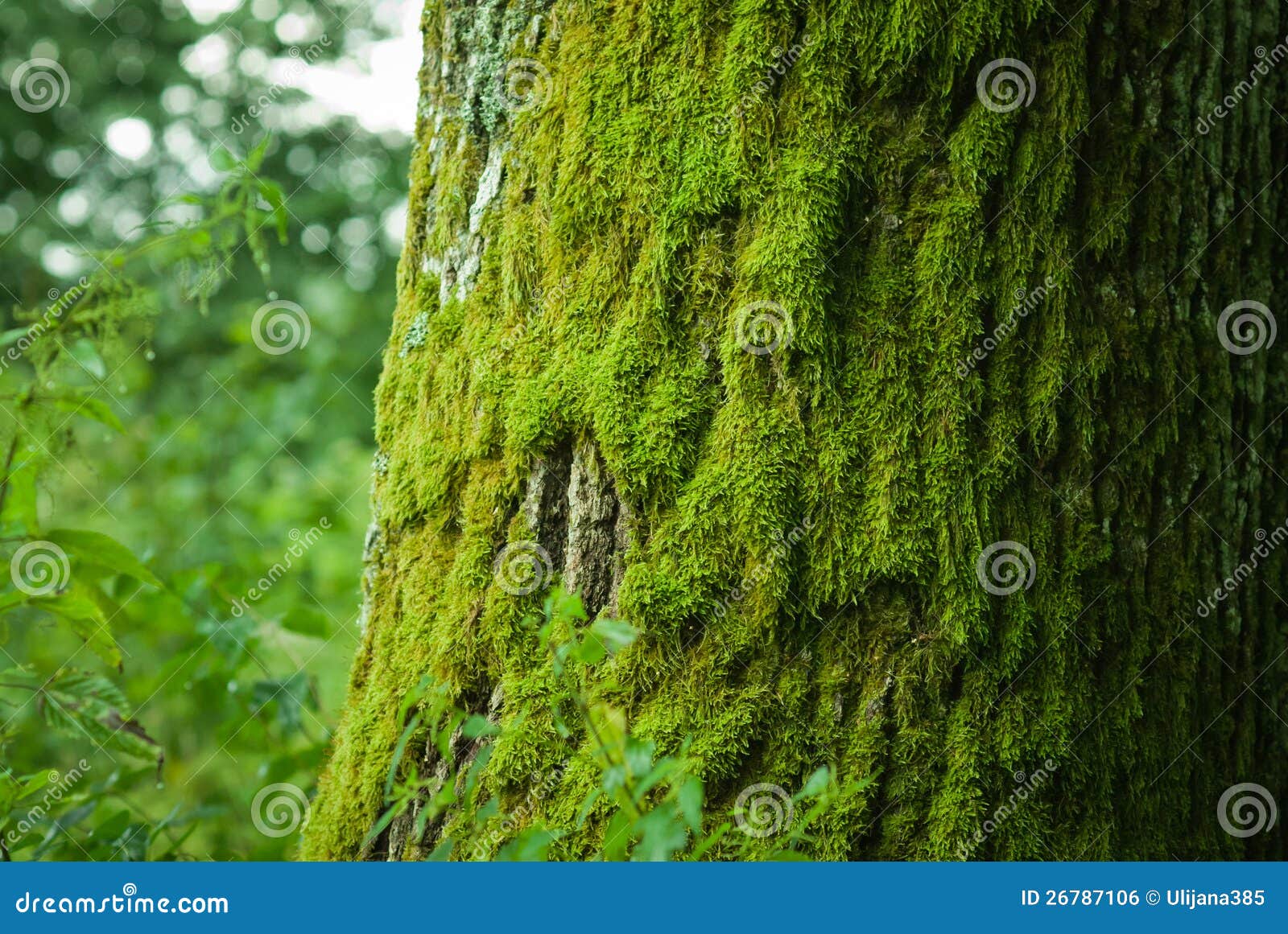 Moss on a tree stock photo. Image of textures, close - 26787106