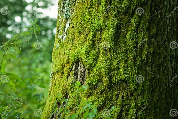 Moss on a tree stock photo. Image of textures, close - 26787106