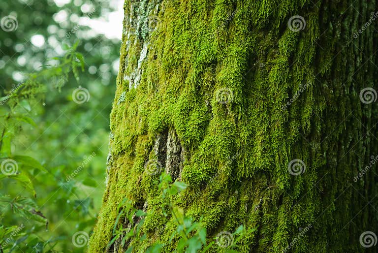 Moss on a tree stock photo. Image of textures, close - 26787106