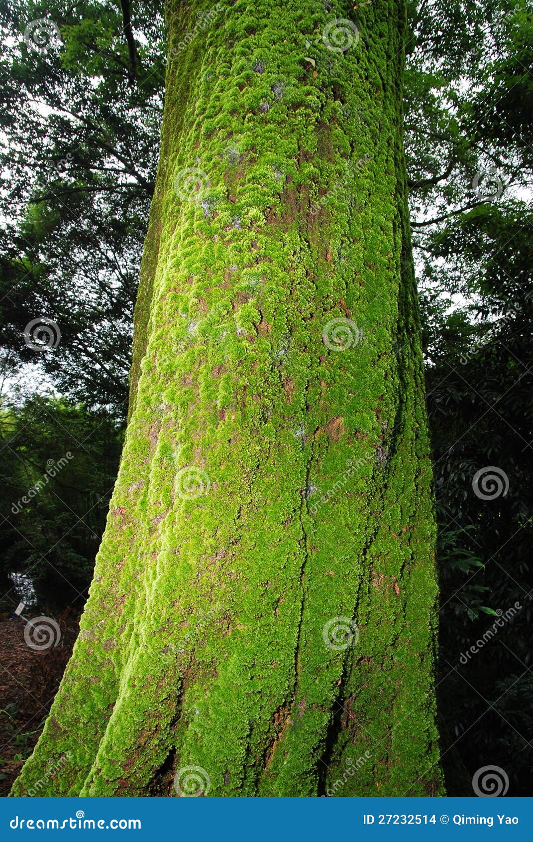 Moss on tree stock photo. Image of growth, season, plants - 27232514