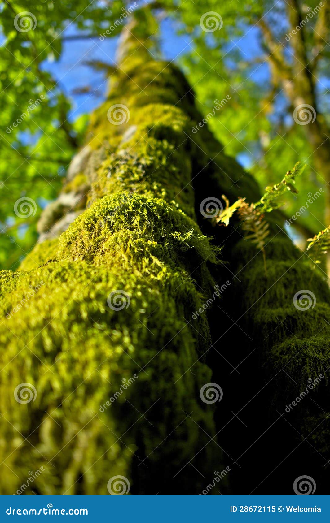Moss on the Tree stock image. Image of hike, green, tallest - 28672115
