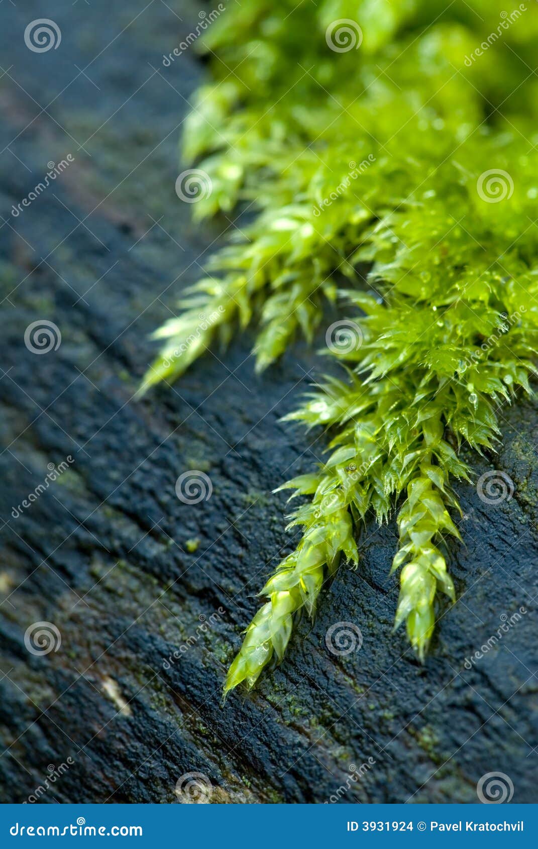Moss on tree stock photo. Image of plant, organic, countryside - 3931924