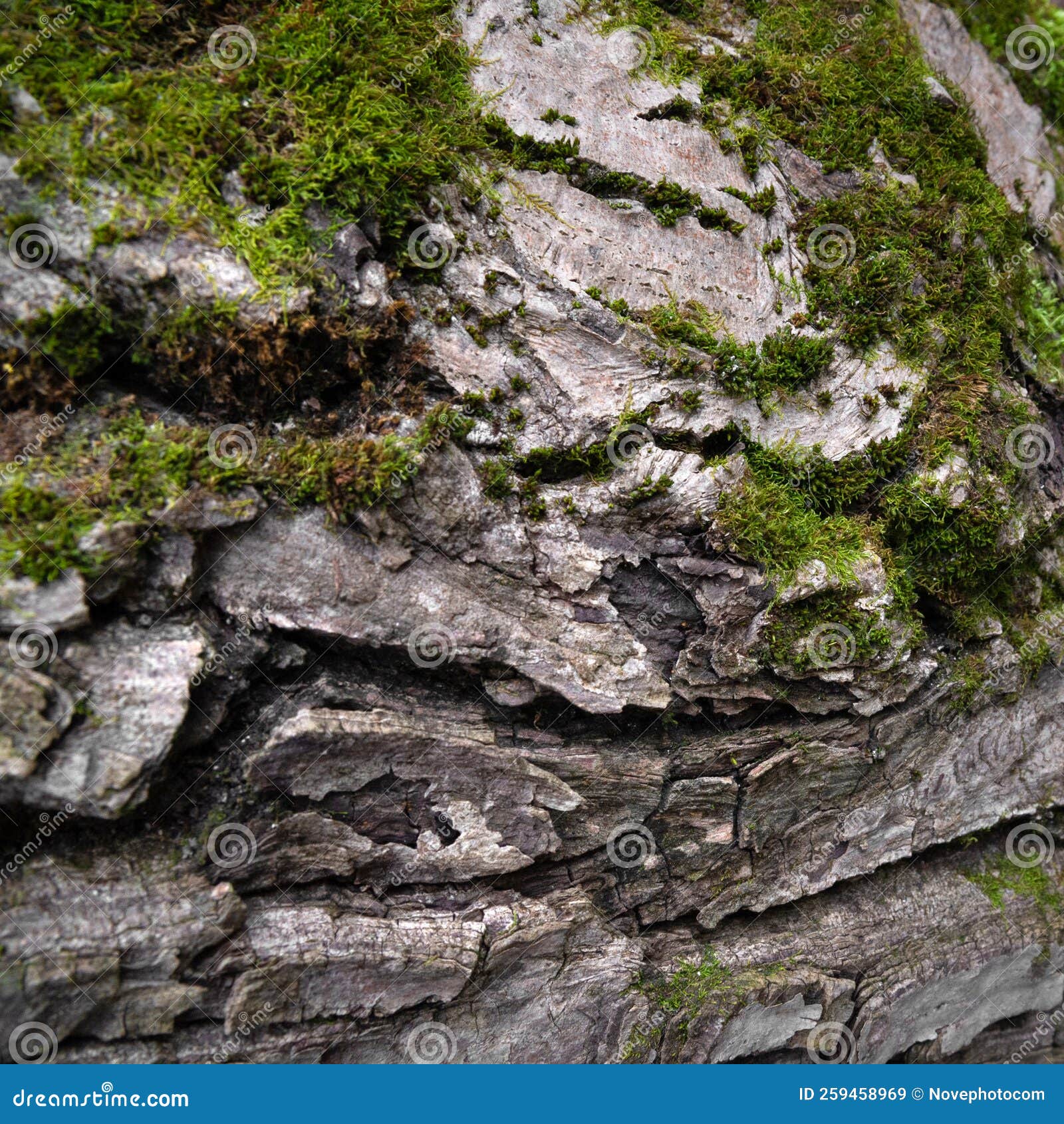 Moss on Tree Background. Bark of Tree. Bark Texture Stock Image - Image ...