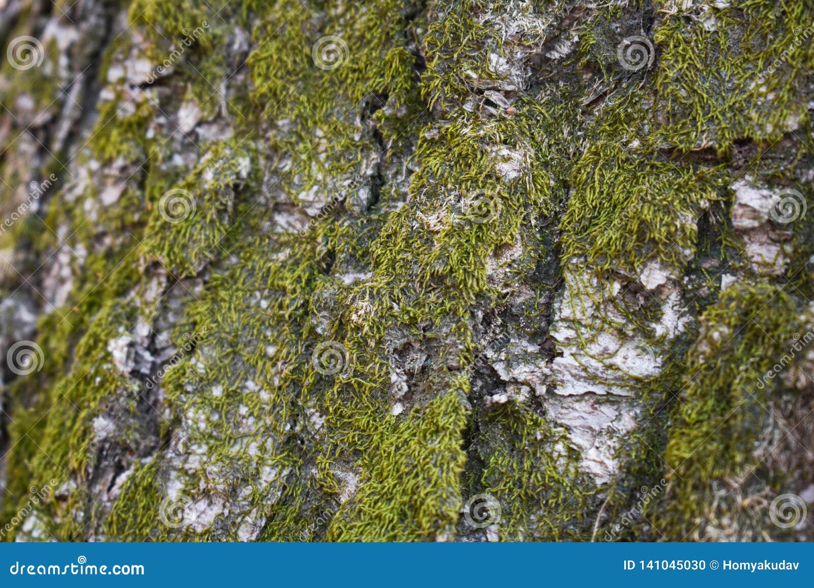 Moss on tree bark stock photo. Image of focusing, natural - 141045030