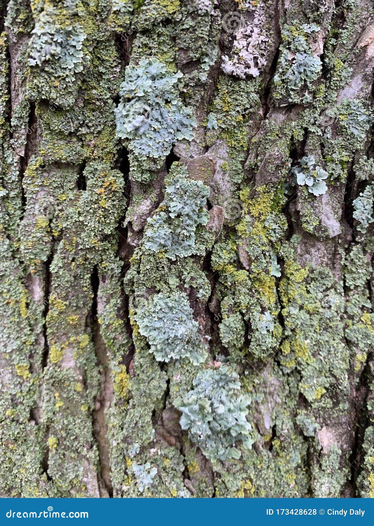 Moss on tree bark stock photo. Image of growing, close - 173428628
