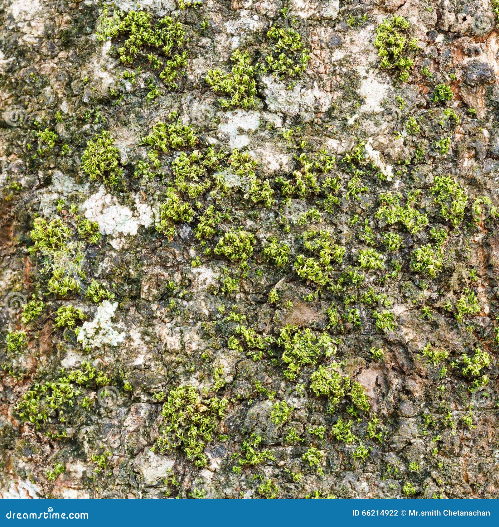 Moss on tree bark stock photo. Image of brown, park, forest - 66214922