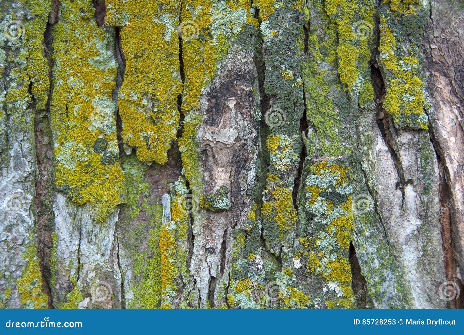 Moss on tree bark stock image. Image of nature, bark - 85728253