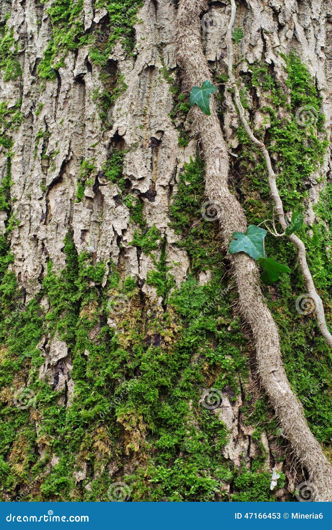Moss on tree bark stock image. Image of fungi, natural - 47166453