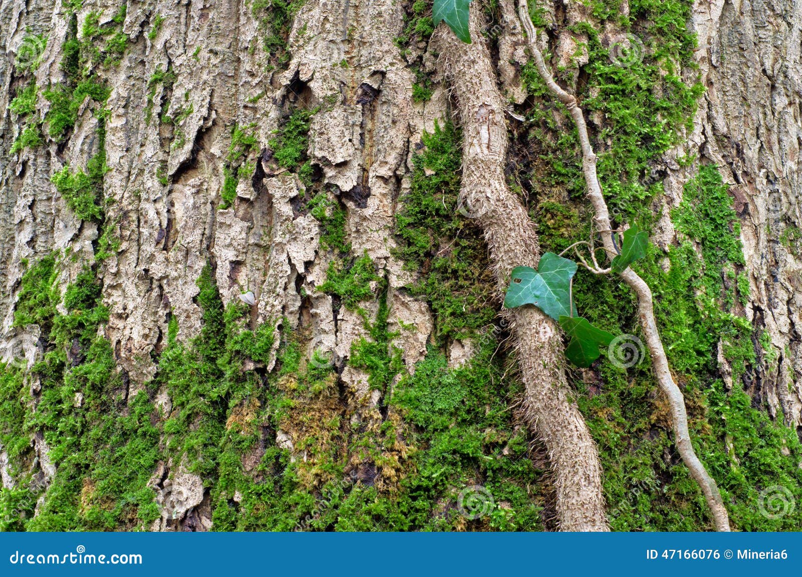 Moss on tree bark stock photo. Image of covered, nature - 47166076