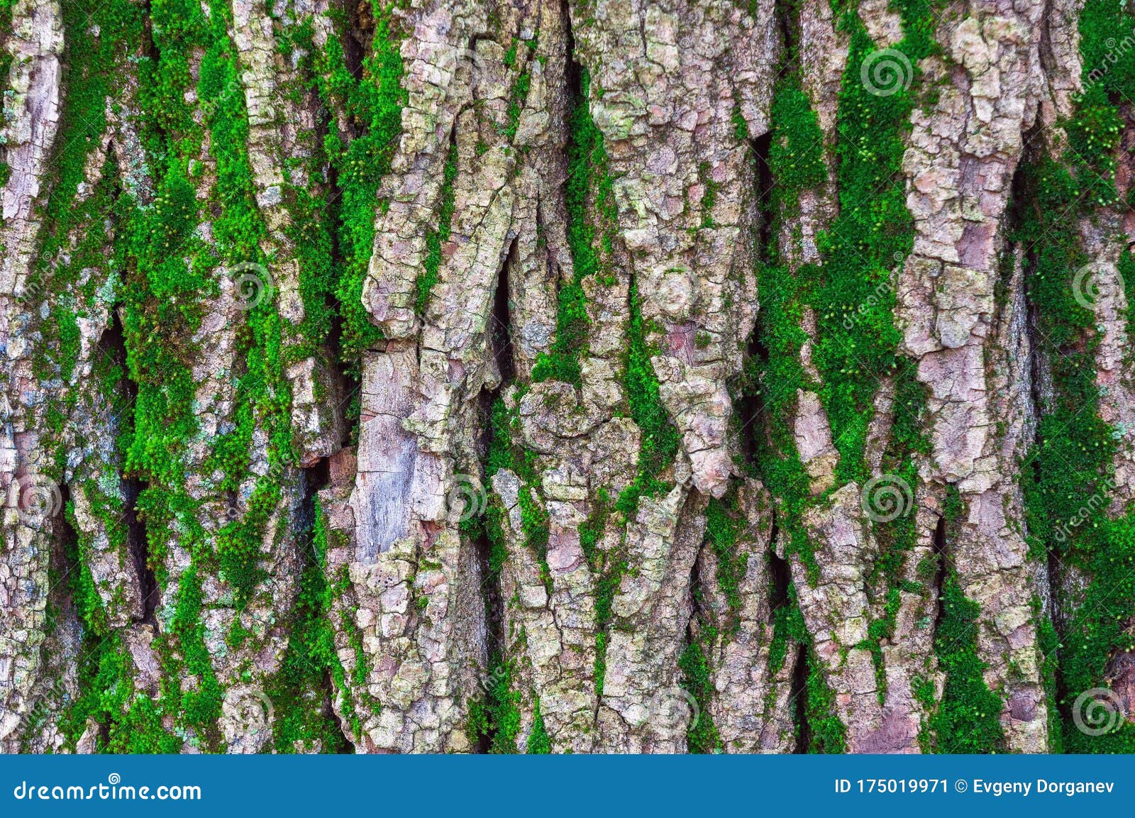 Moss on tree bark stock image. Image of abstract, nature - 175019971