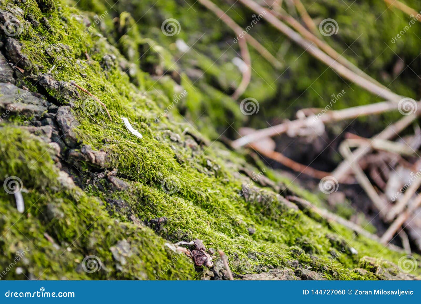 Moss on the tree bark stock photo. Image of pattern - 144727060