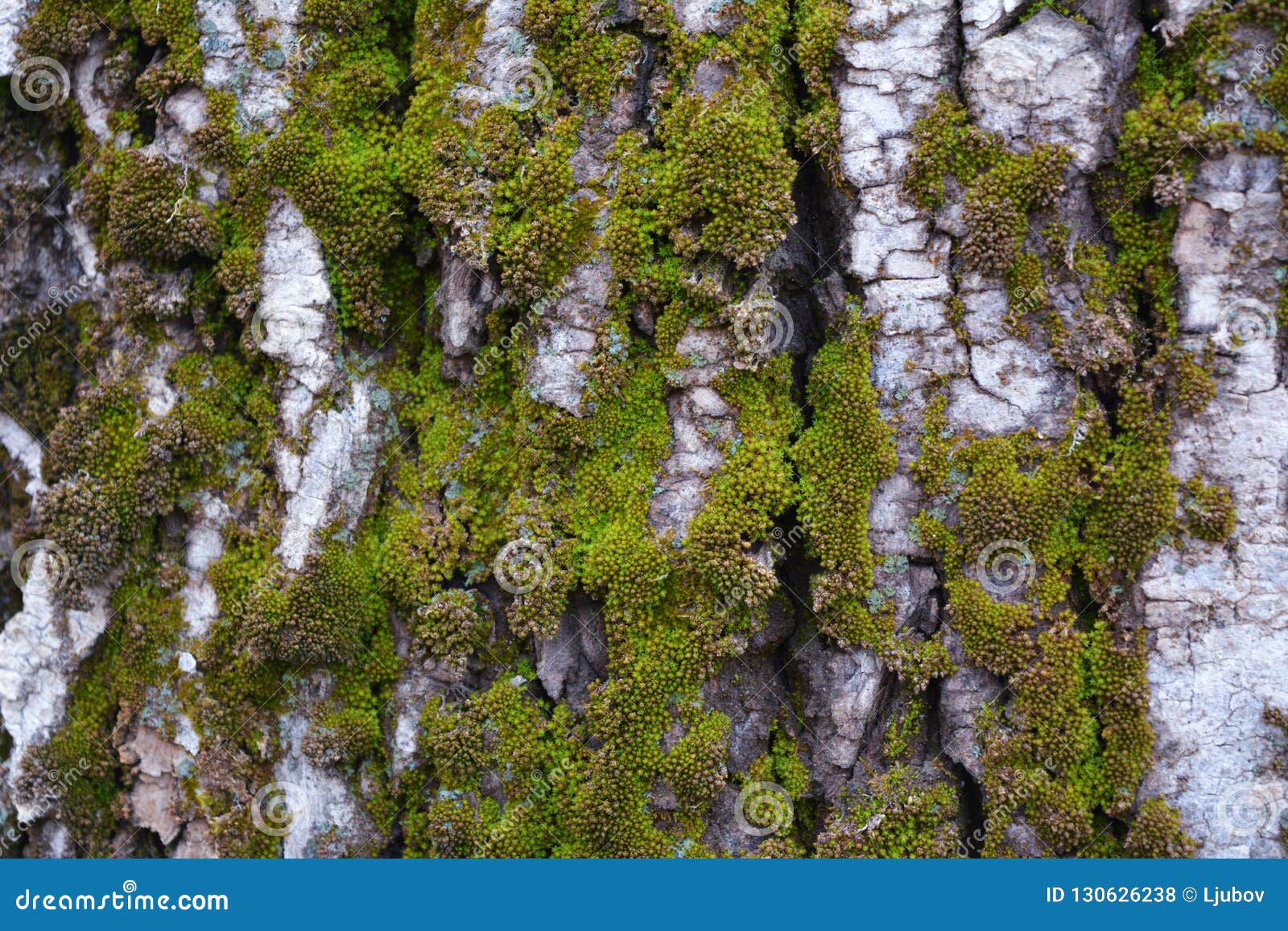 Moss on Tree Bark. Natural Texture Stock Photo - Image of lichen ...