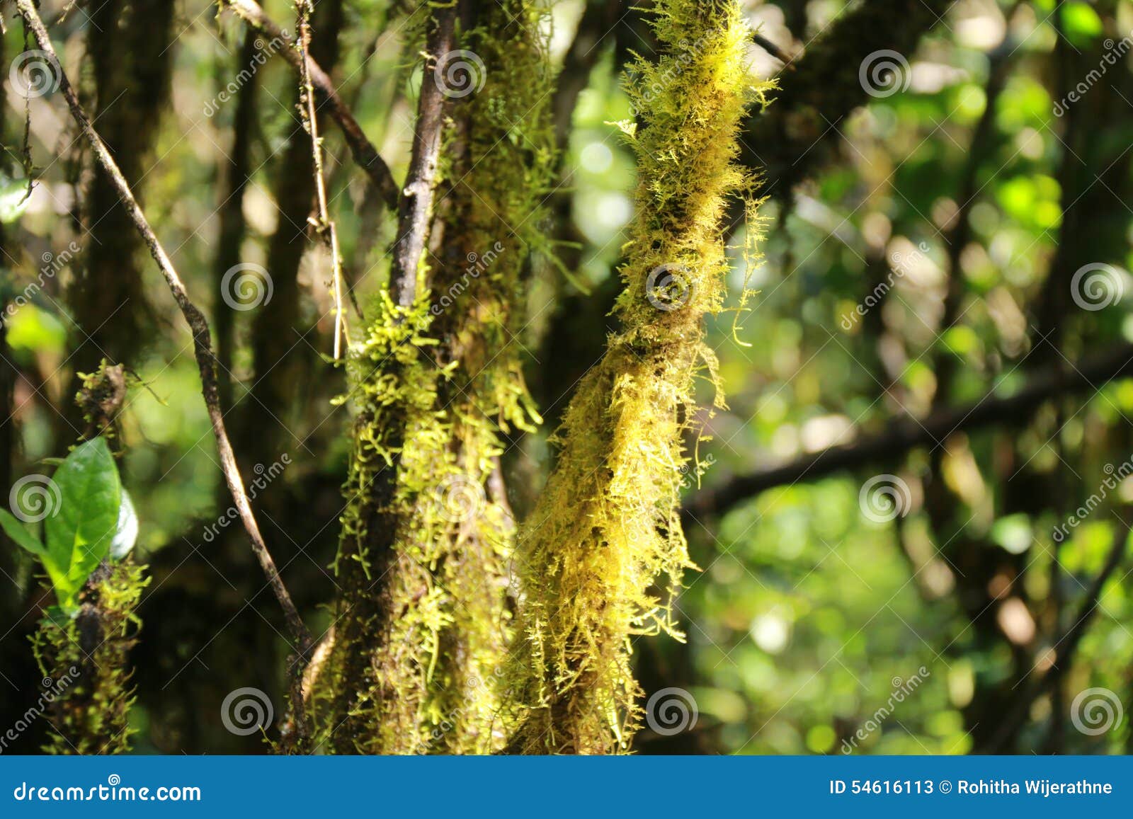 Moss on tree bark stock image. Image of jungle, knot - 54616113