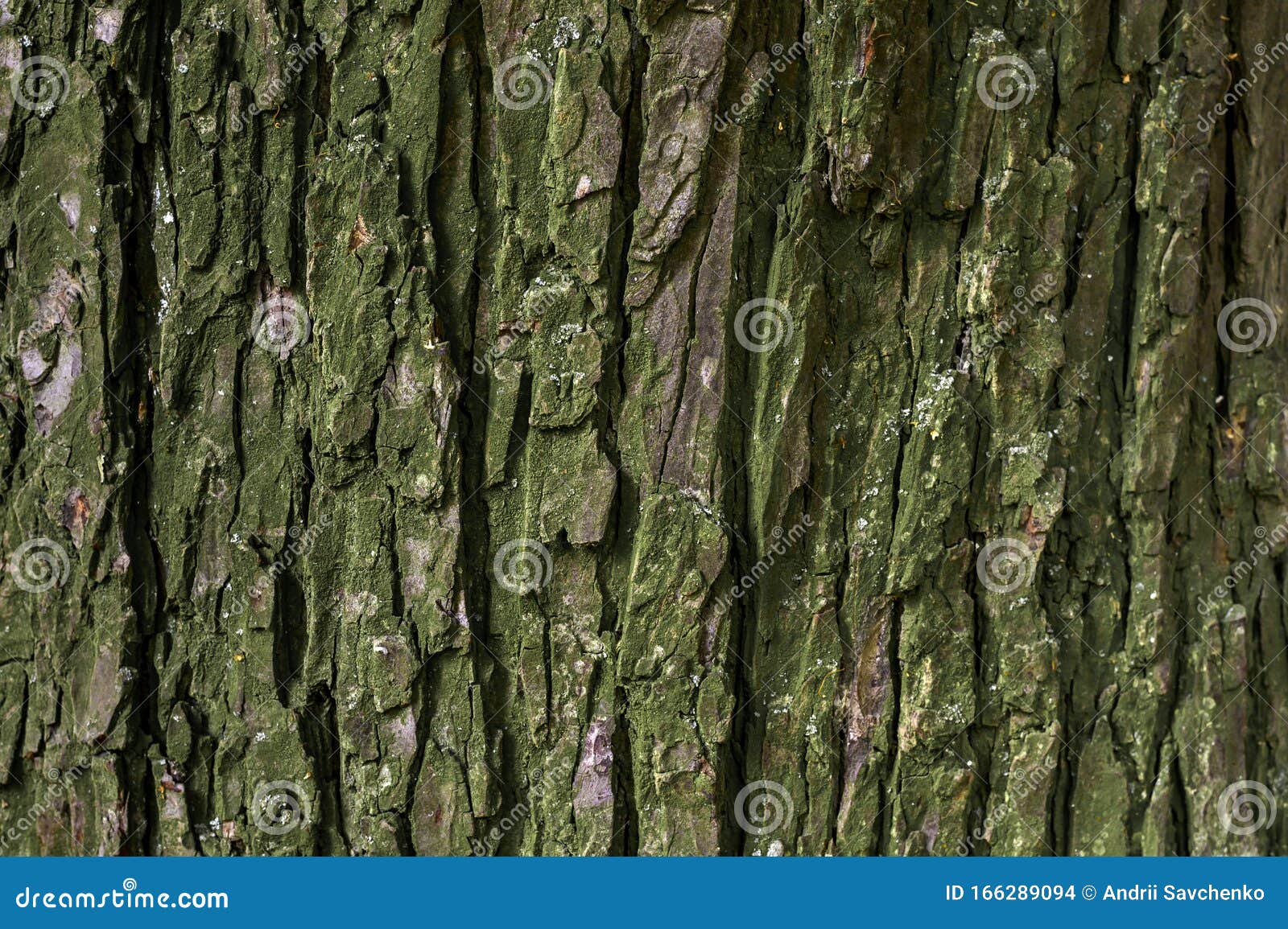 Moss Tree Bark Texture Close-up Stock Photo - Image of abstract, rain ...
