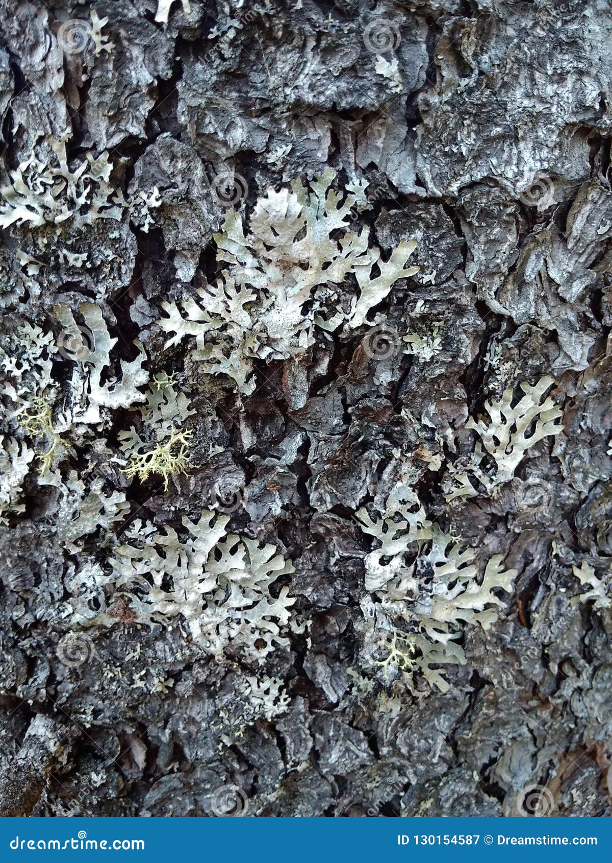 Moss on the Tree. Bark Texture Stock Image - Image of appearance ...