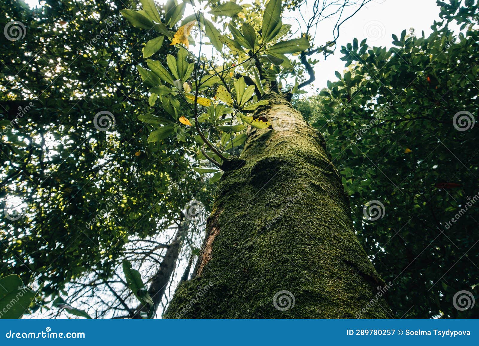 Moss on a Tree. Bottom View. High Guality, Green Moss Stock Image ...
