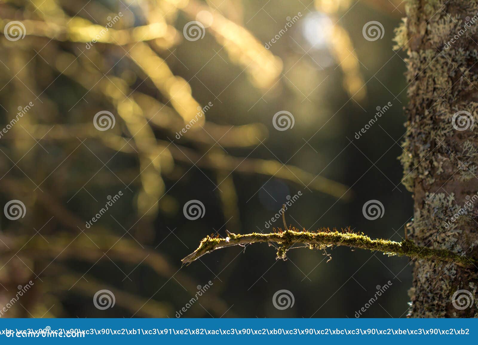 Moss on a tree branch. stock photo. Image of wood, moss - 91064014
