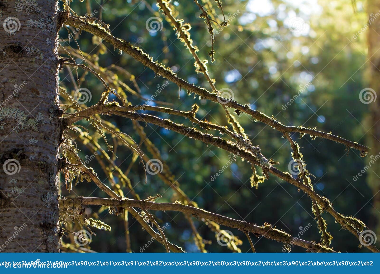 Moss on a tree branch. stock photo. Image of background - 91064068
