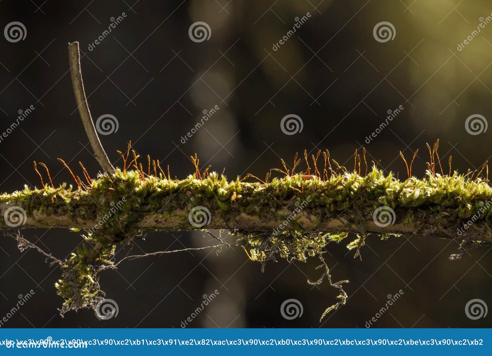 Moss on a tree branch. stock image. Image of sunlight - 91064147