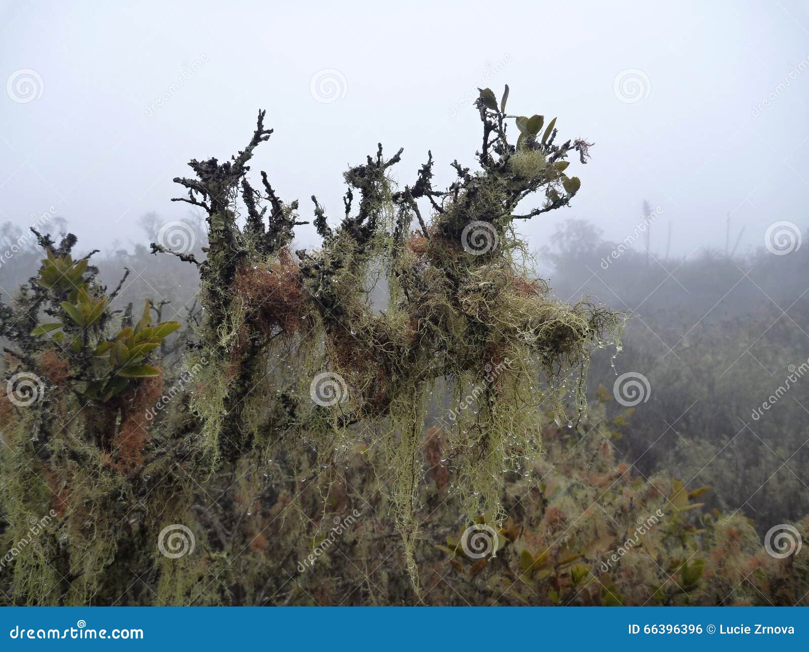 Moss on a Tree Branch in Bosque Fray Jorge Stock Photo - Image of ...