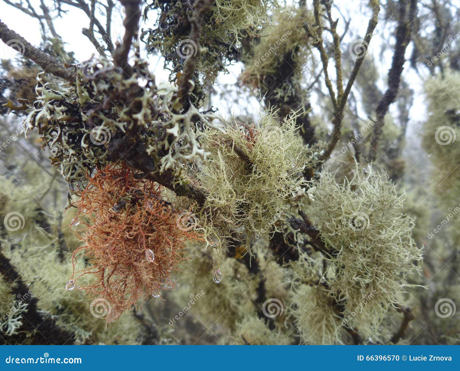 Moss on a Tree Branch in Bosque Fray Jorge Stock Photo - Image of place ...