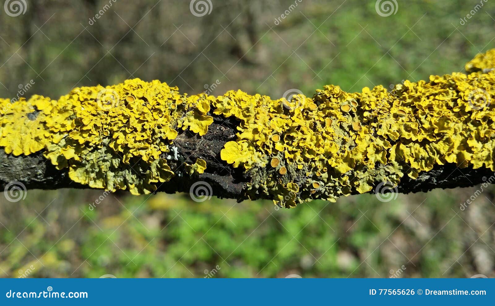 Moss on a tree branch stock photo. Image of branch, moss - 77565626