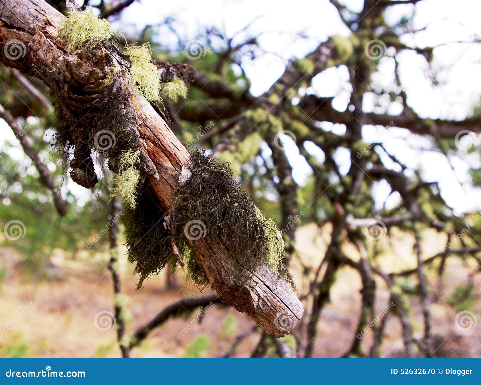 Moss on a tree branch. stock photo. Image of branch, covering - 52632670