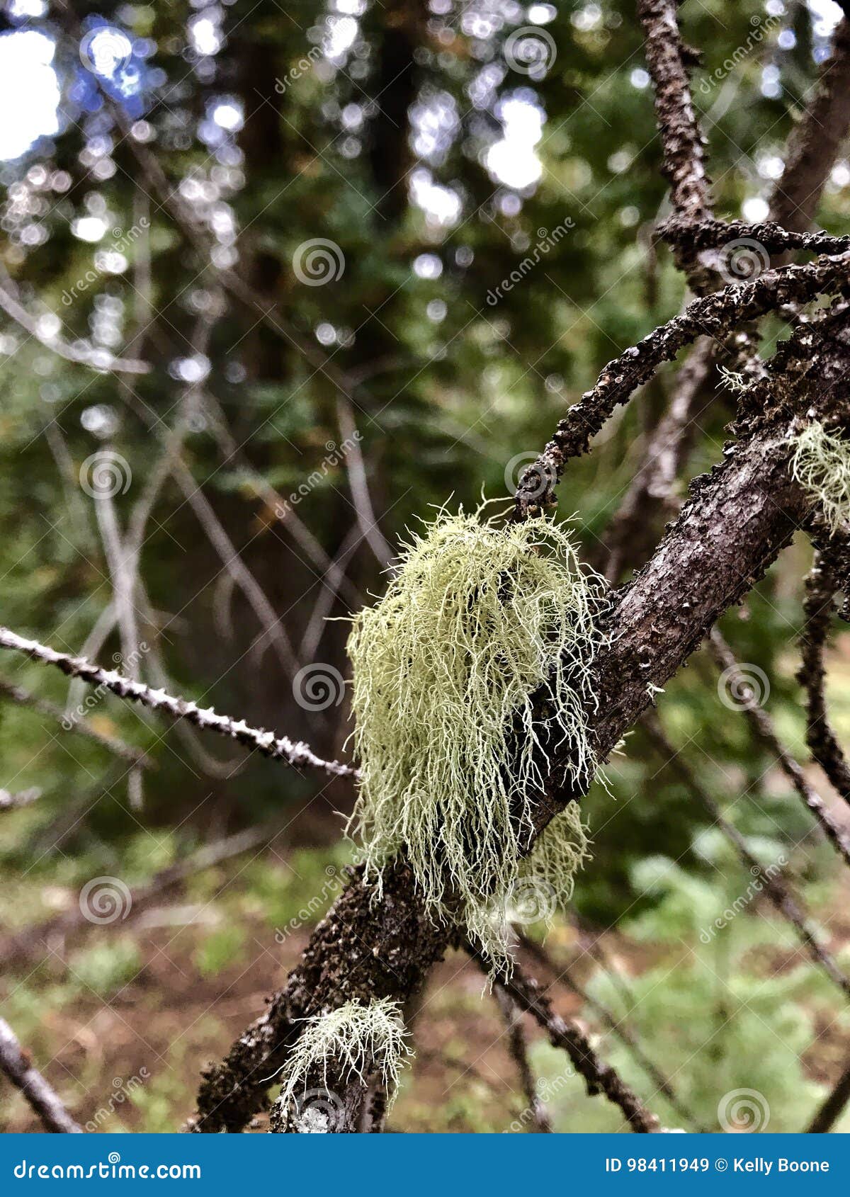 Moss in tree branch stock image. Image of hiking, tree - 98411949