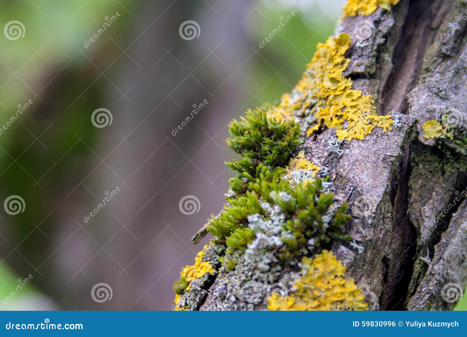 Moss on the tree branch stock photo. Image of moss, yellow - 59830996