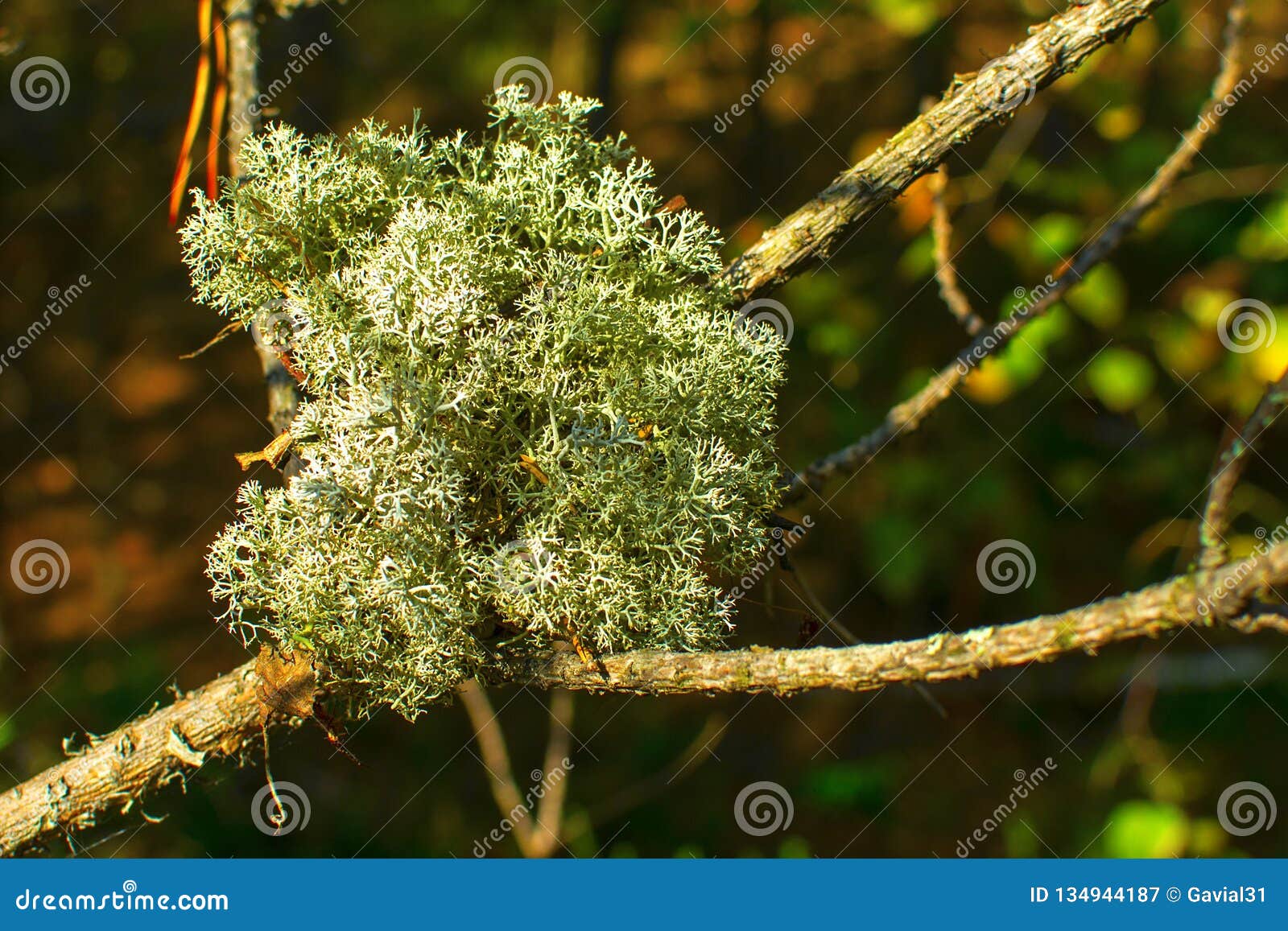Moss on a tree branch stock image. Image of textured - 134944187